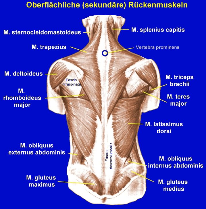 Wirbels ule Anatomie Muskeln Das Wichtigste Zur Anatomie Der